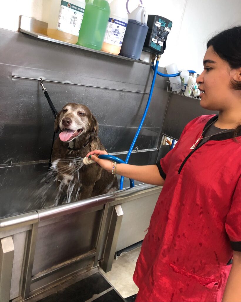 Pet Bathing & Grooming Services • Playtime Doggie Daycare & Pet Salon